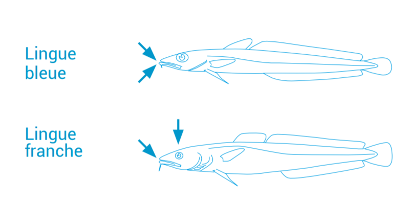 Lingue franche | Guide des espèces